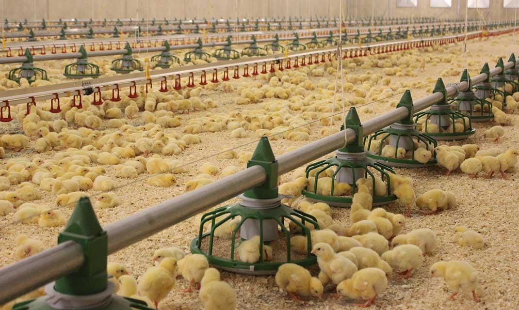 Vencopan broilers - Vencomatic Group